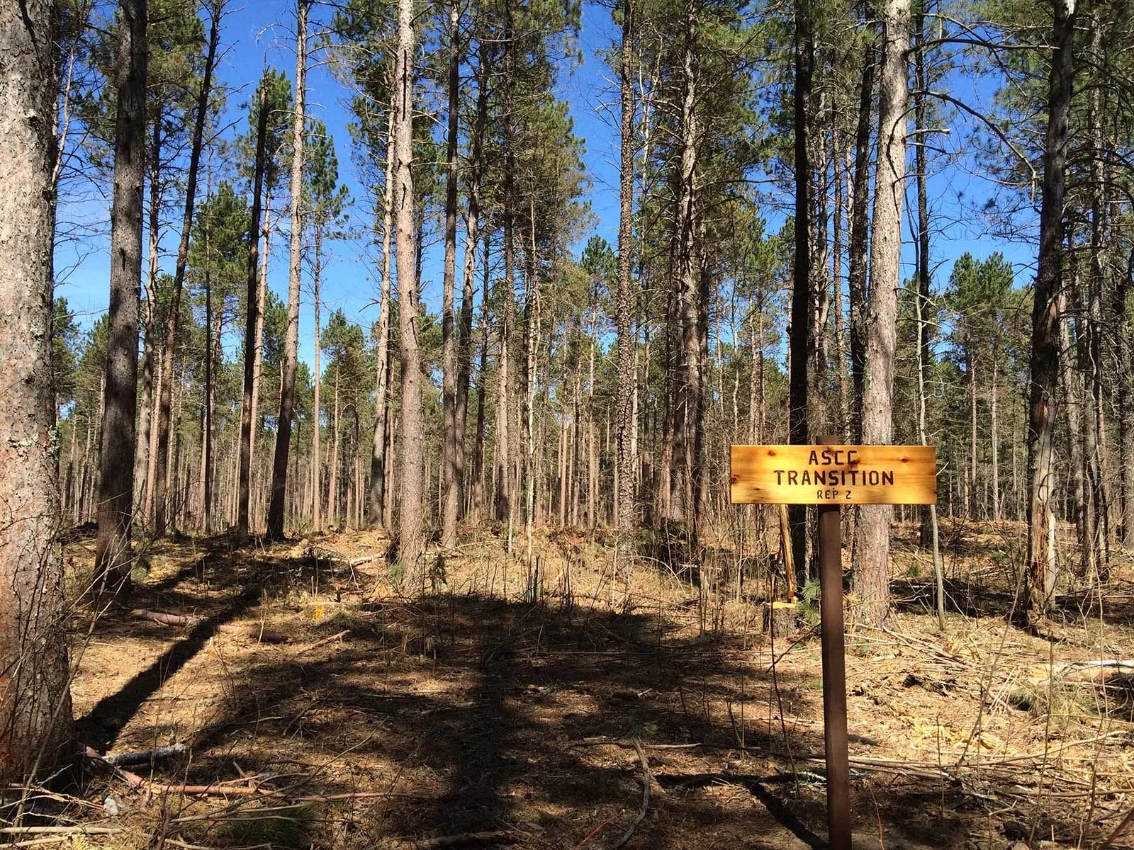 A Strategy to Preserve Minnesota's Forests - Atlantic International ...